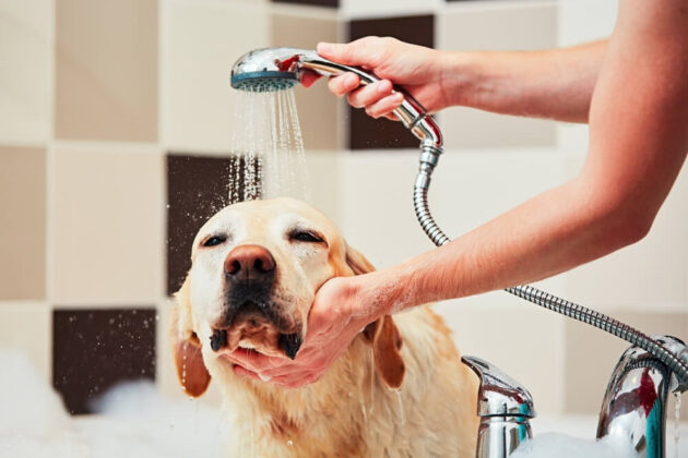 10 Best Dog Shower Head Reviews 2022 | Tips and Guide