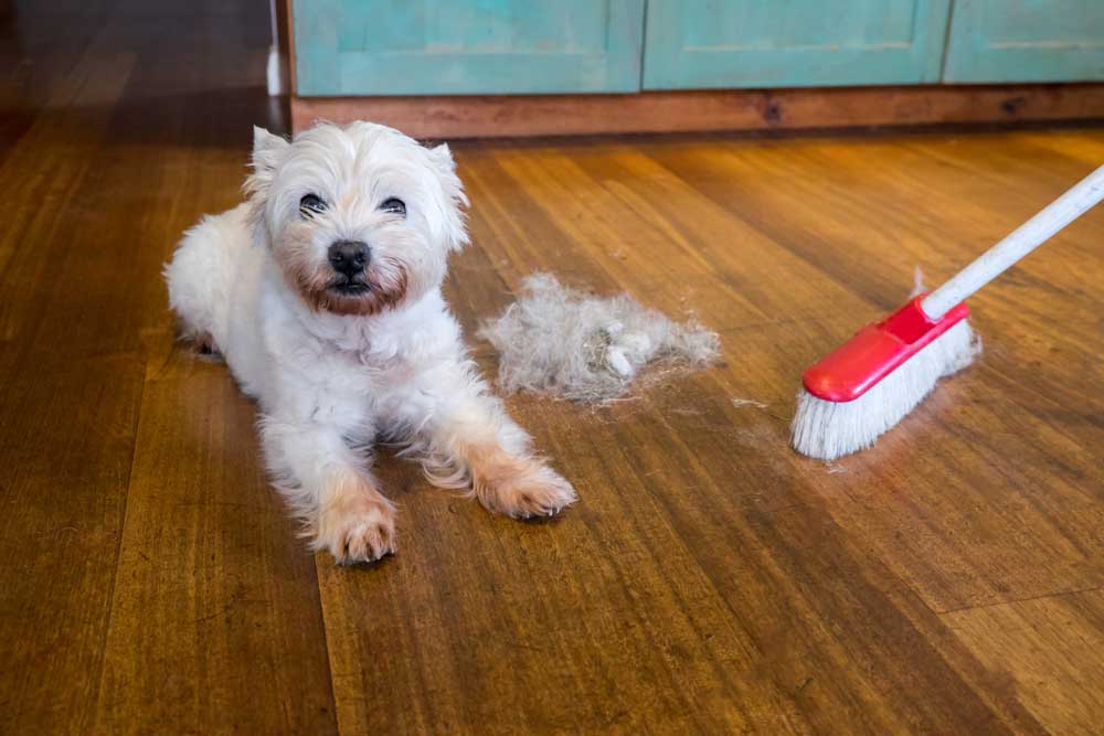 What Makes a Good Dog Hair Broom?
